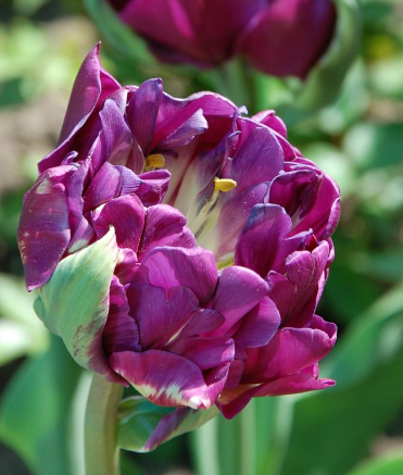 Saigon Double Peony Tulip Bulbs – Restoration Rose Farm