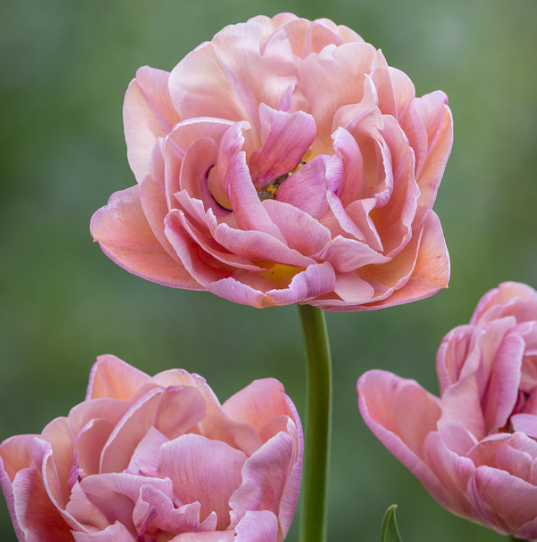 Beachberry Peony Tulip Bulbs – Restoration Rose Farm