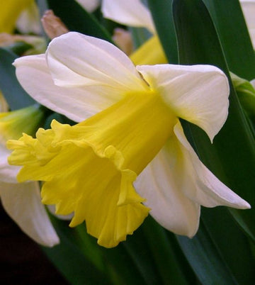 Specialty Daffodils & Daffodil Collections – Restoration Rose Farm