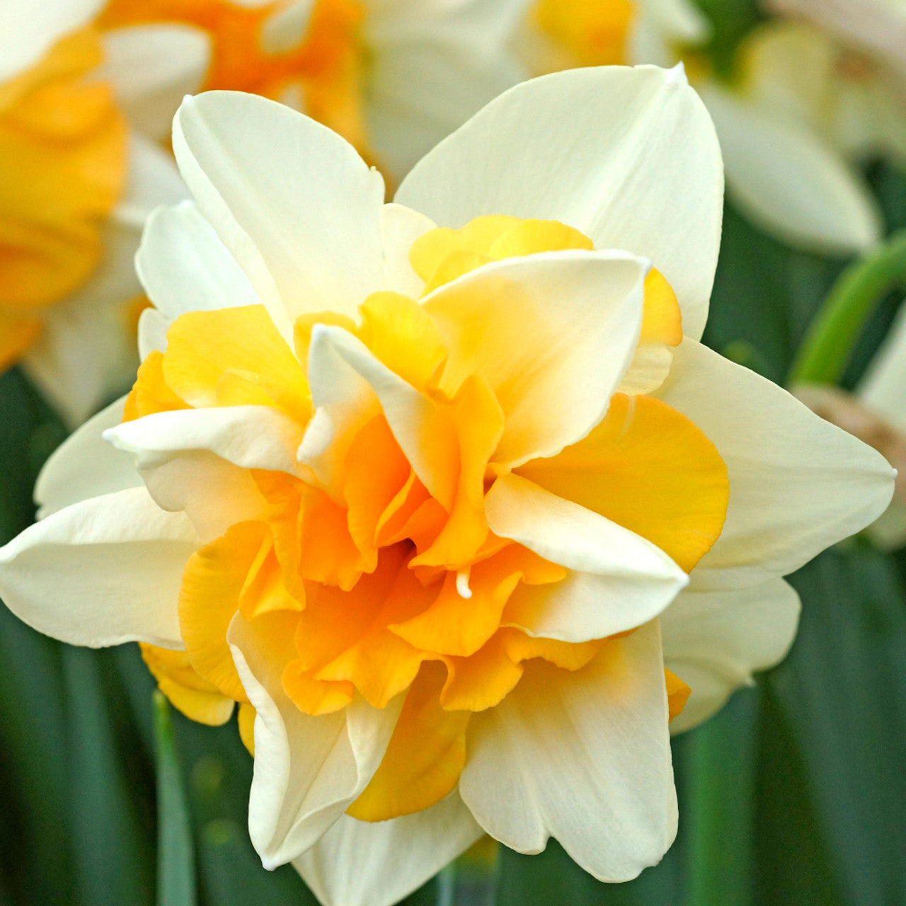 Specialty Daffodils & Daffodil Collections – Restoration Rose Farm