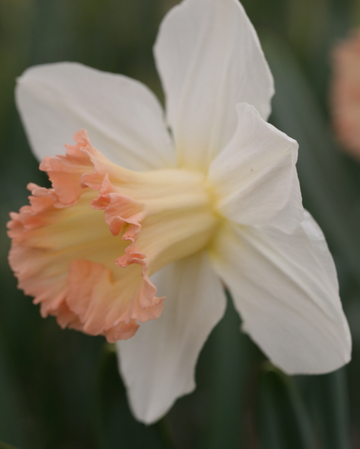 Specialty Daffodils & Daffodil Collections – Restoration Rose Farm